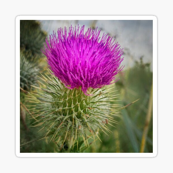 "Prickly Scottish Thistle" Sticker for Sale by GillianSweeney | Redbubble