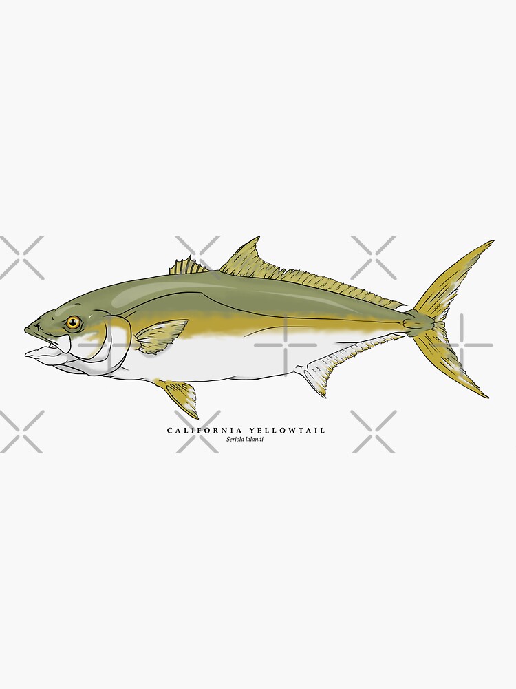 "California Yellowtail, Seriola lalandi" Sticker by ledoodler | Redbubble