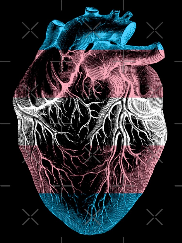 "Trans Flag Anatomical heart" Poster for Sale by DotorEaon | Redbubble