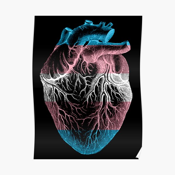 "Trans Flag Anatomical heart" Poster for Sale by DotorEaon | Redbubble