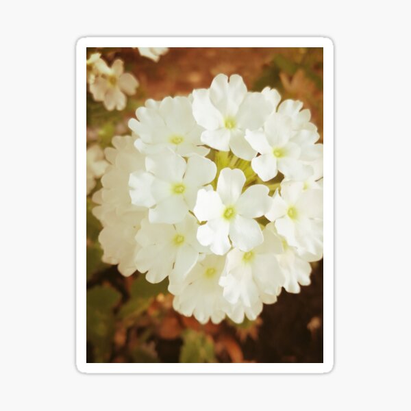 "White flowers" Sticker for Sale by Aikaskye | Redbubble