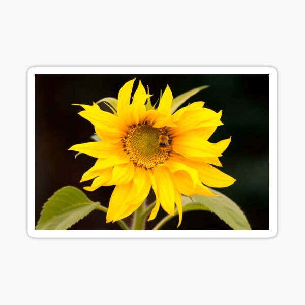 Giant Sunflower Stickers | Redbubble