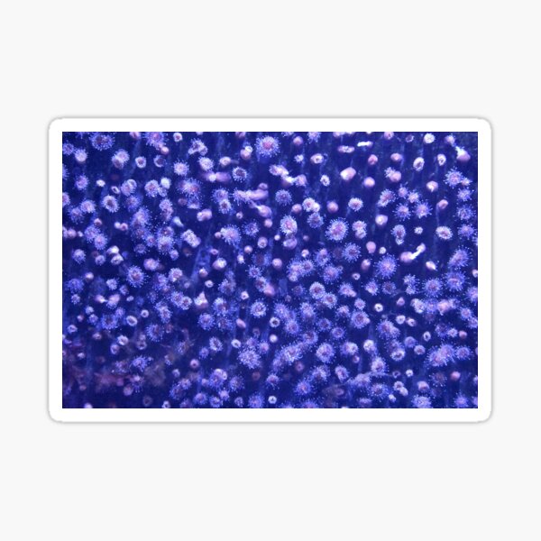 "polyp polyps sea anemones coral" Sticker for Sale by MiraNomegusta ...