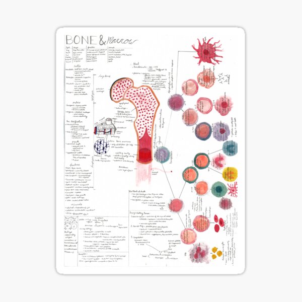 "Watercolor A&P of Bone and Marrow" Sticker for Sale by dr-duncan ...