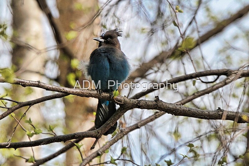 "Stellar Blue Jay" by ADM Photography | Redbubble