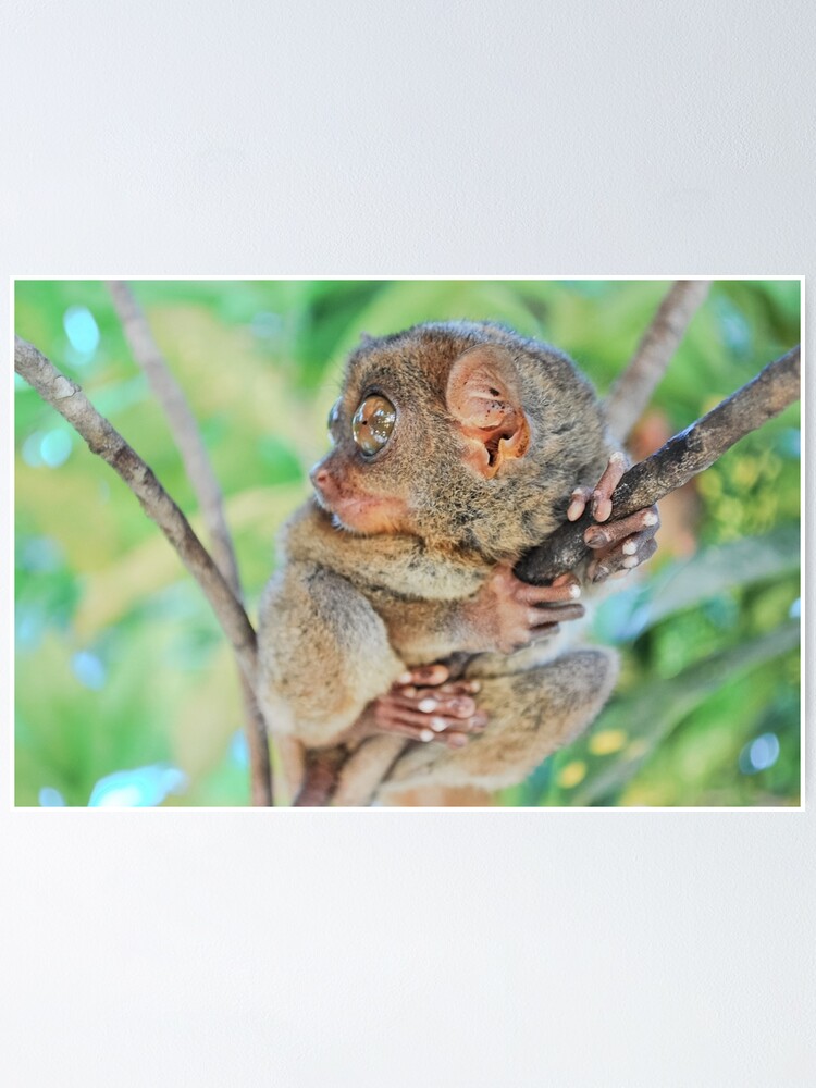 "Philippine Tarsier" Poster by Veata | Redbubble