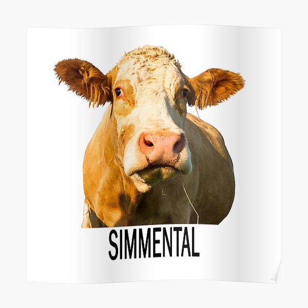 "Simmental Cow Portrait with Text" Poster for Sale by JStanley19 ...