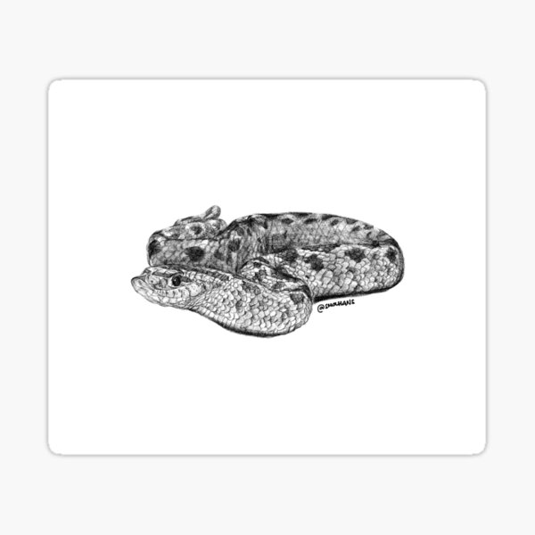 "Hognose snake" Sticker by natng99 | Redbubble