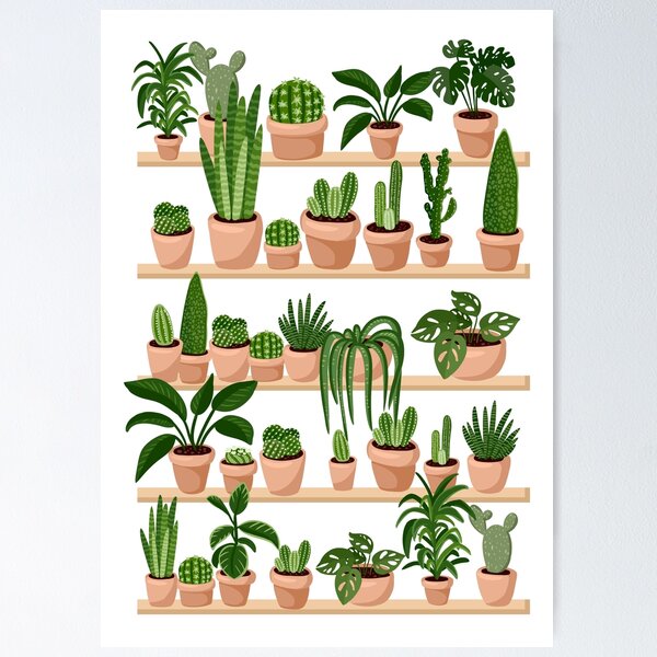 "Succulents and Cacti Plants on Shelves Print" Poster for Sale by oixxo ...
