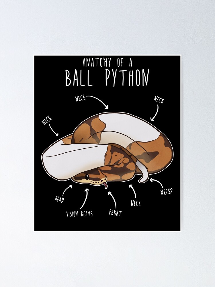 "Anatomy of a Piebald Ball Python" Poster for Sale by Psitta | Redbubble