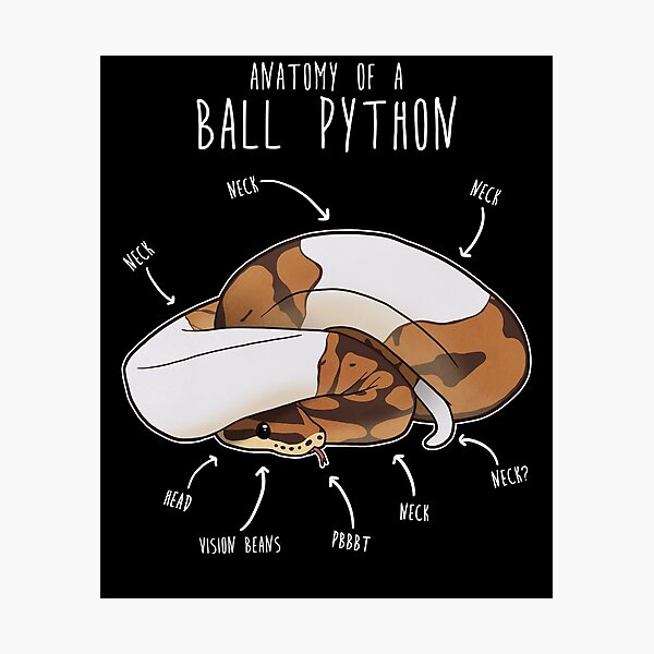 "Anatomy of a Piebald Ball Python" Photographic Print for Sale by ...