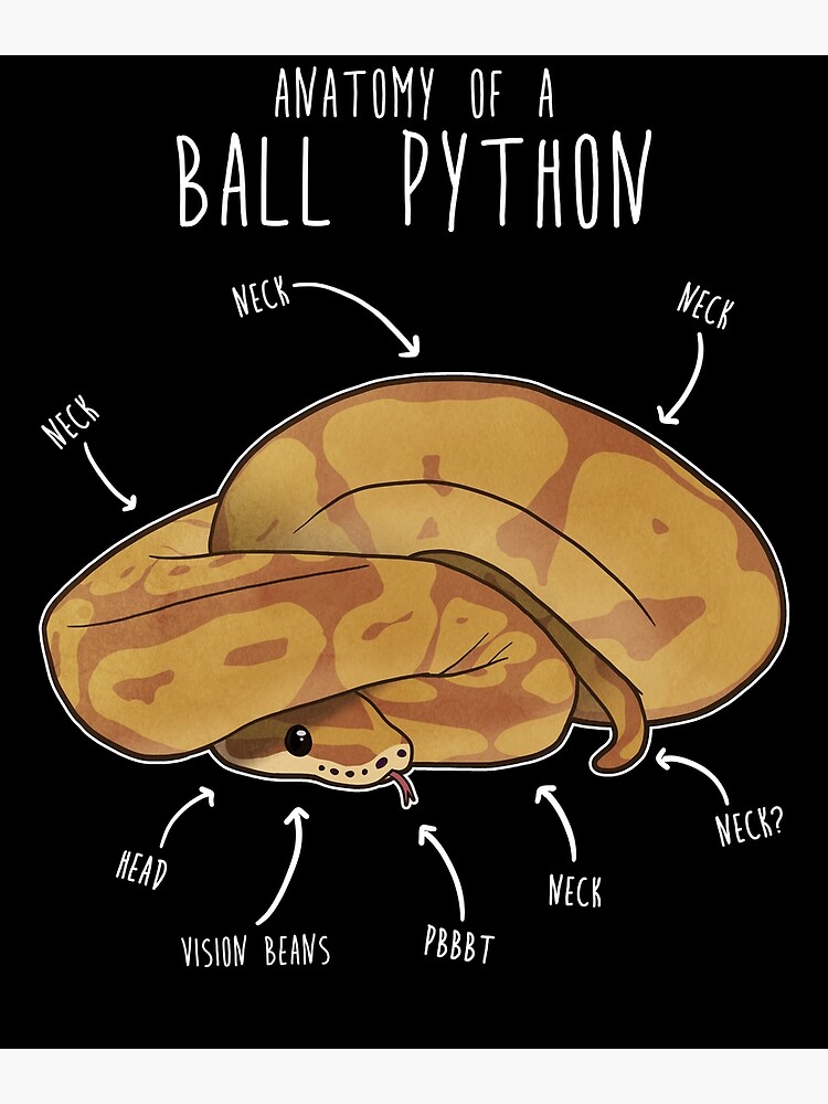 "Anatomy of a Caramel Ball Python" Poster for Sale by Psitta | Redbubble