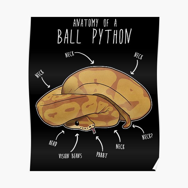 "Anatomy of a Caramel Ball Python" Poster for Sale by Psitta | Redbubble