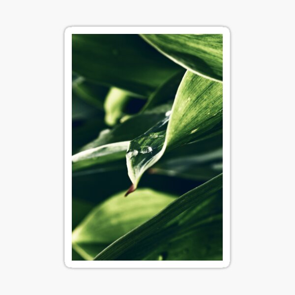 "Green Wall Art.Leaf and Drop." Sticker for Sale by piksimp | Redbubble
