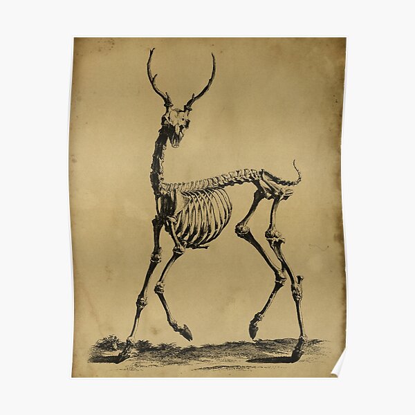 Poster « Illustration de l'anatomie zoologie antique squelette de cerf », par ArtisMortis ...