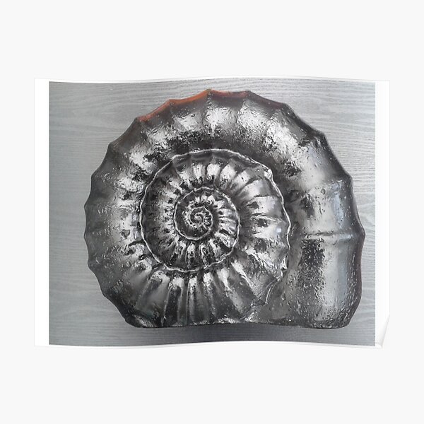 "Ammonite" Poster by Aaran225 | Redbubble