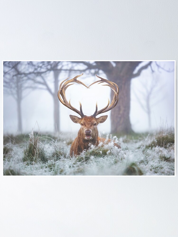 "Happy stag with Heart shaped antlers" Poster for Sale by Junkyardmax ...