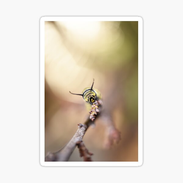 "Monarch Caterpillar" Sticker for Sale by imaginethis | Redbubble