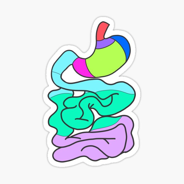 "Stomach & small intestine (unlabeled)" Sticker by tunatoes | Redbubble