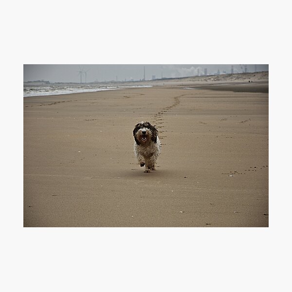 Pbgv Merch & Gifts for Sale | Redbubble