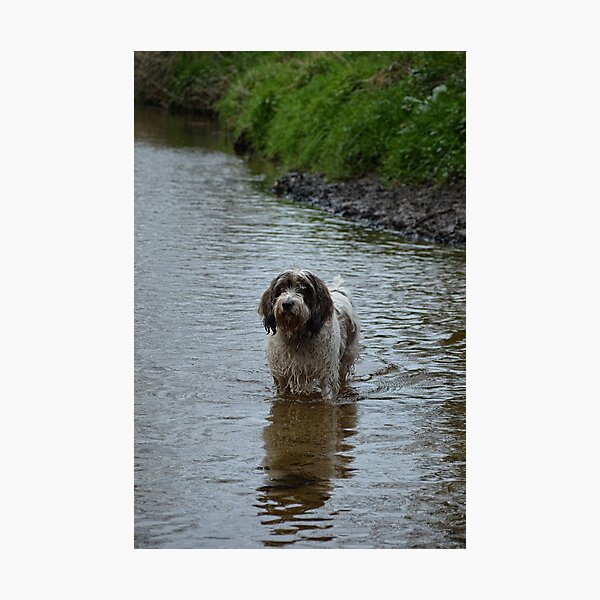 Pbgv Merch & Gifts for Sale | Redbubble