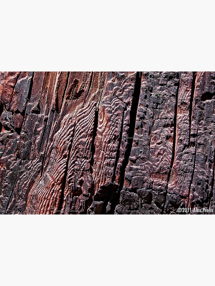 "General Noble Tree - ”Chicago Stump” Detail 1" Framed Art Print by ...