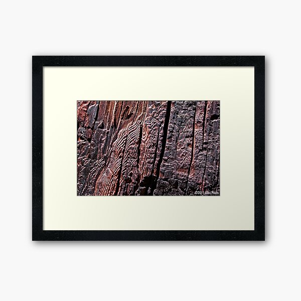 "General Noble Tree - ”Chicago Stump” Detail 1" Framed Art Print by ...