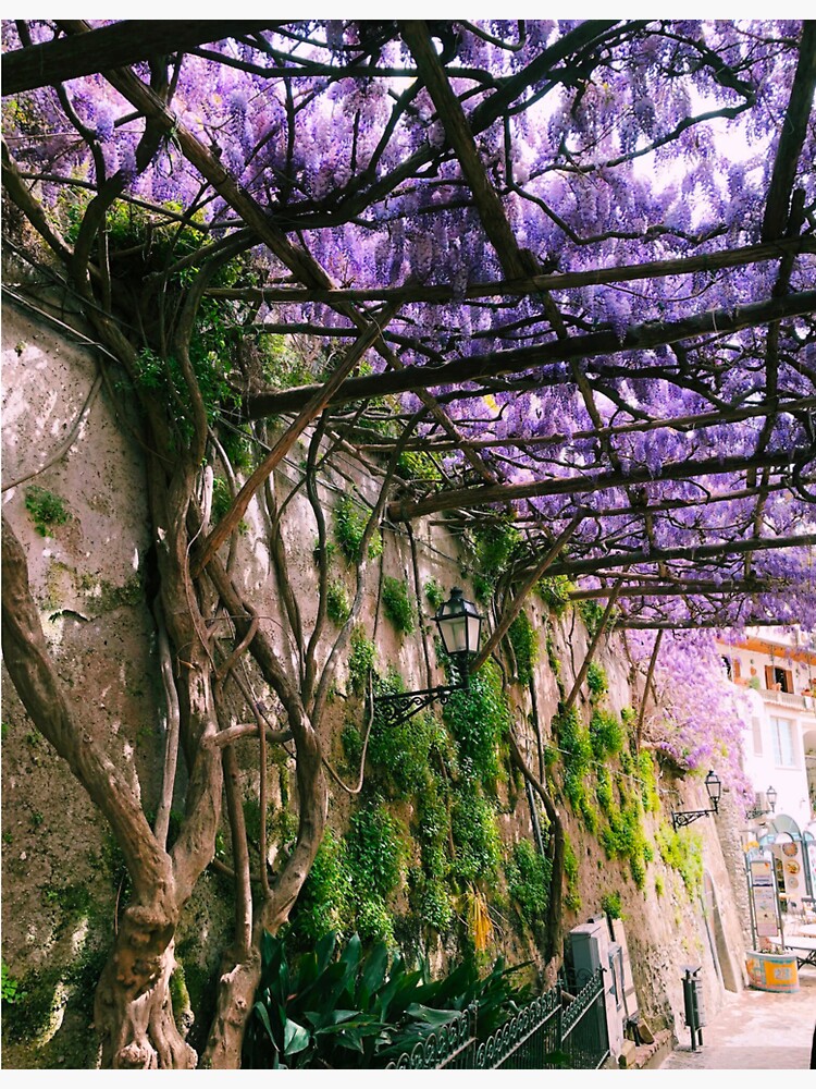 "Lavender Walk Way in Amalfi Coast " Sticker for Sale by Tyler-Jan ...