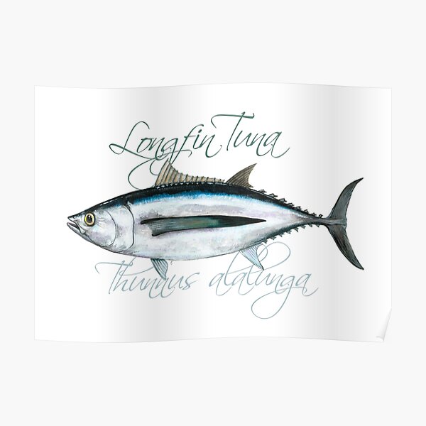 "Albacore Tuna · Longfin · Thunnus alalunga" Poster for Sale by ...