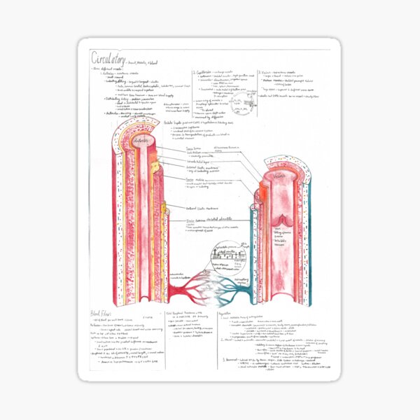 "Watercolor A&P of the Circulatory System" Sticker for Sale by dr ...