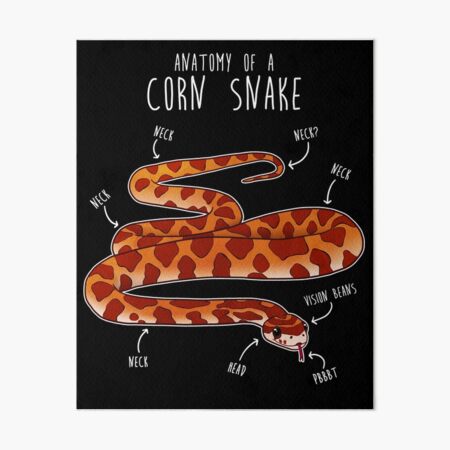 "Anatomy of a Corn Snake" Art Board Print for Sale by Psitta | Redbubble