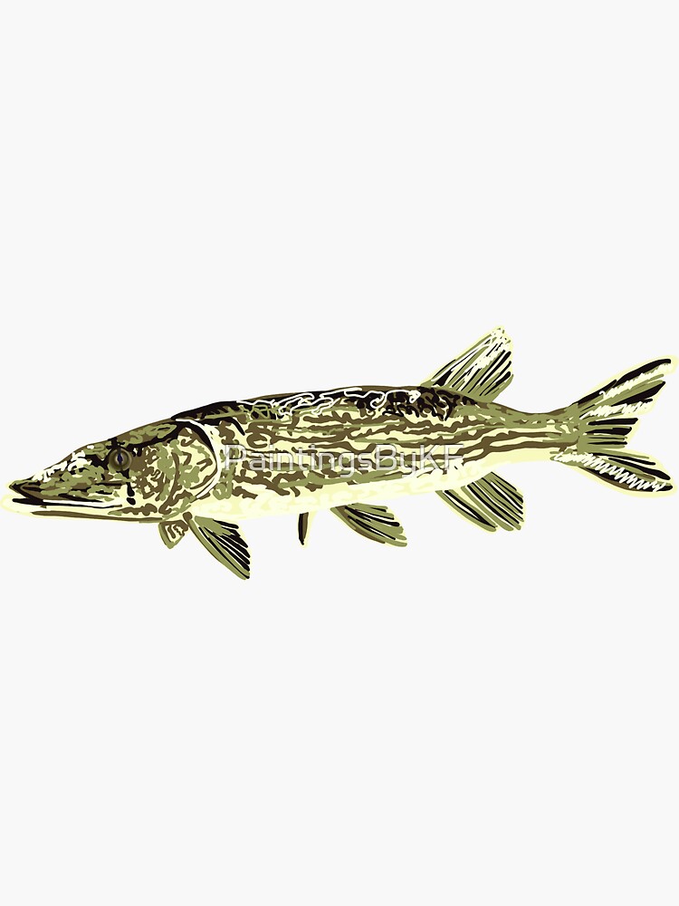 "Pickerel fish digital drawing " Sticker for Sale by PaintingsByKF ...