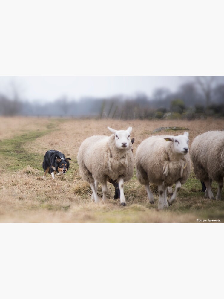 "Herding sheeps" Sticker for Sale by Xehe | Redbubble