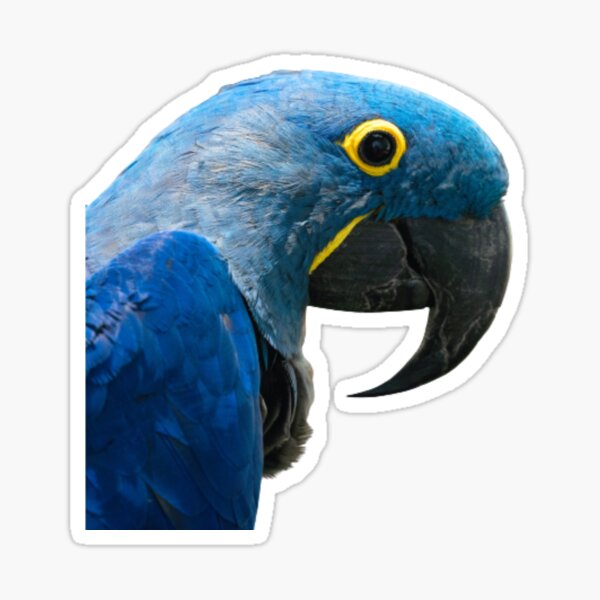 "Hyacinth Macaw face" Sticker by t-shirtella | Redbubble
