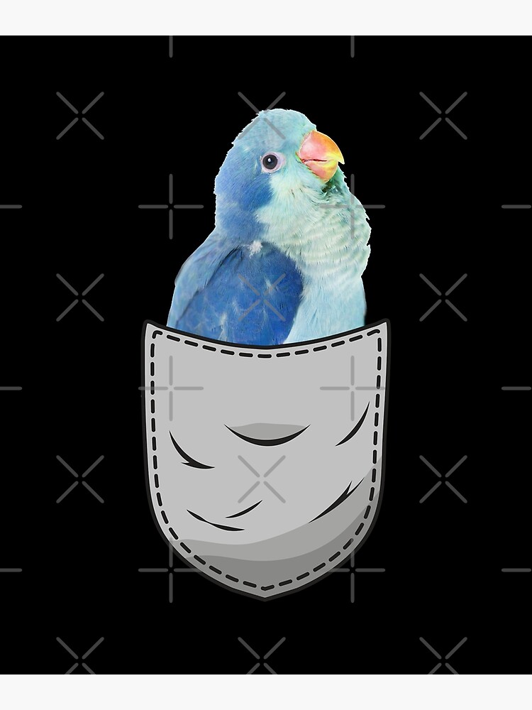 "Cute Pocket Blue Quaker Parrot Bird" Poster by kindxinn | Redbubble