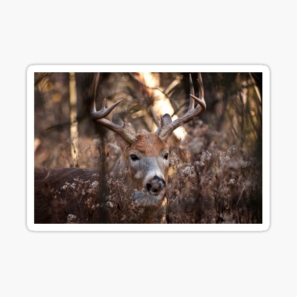 "White-tailed Deer" Sticker for Sale by jaydee1400 | Redbubble