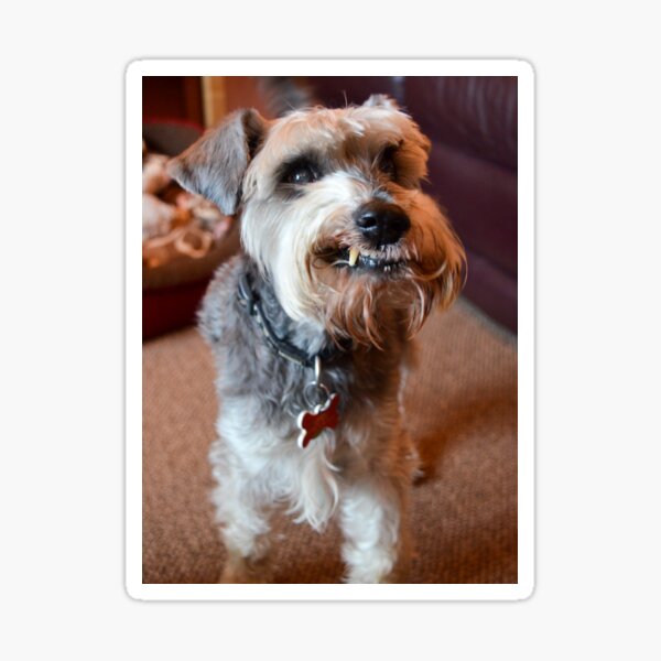 "miniature schnauzer Snoot" Sticker for Sale by Ksswaden | Redbubble