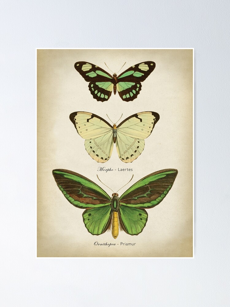 "Green Butterflies" Poster for Sale by LeAllureVintage | Redbubble
