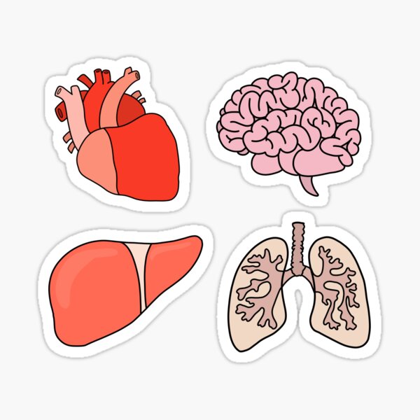 "Anatomy - Human body organs sticker pack " Sticker for Sale by ...