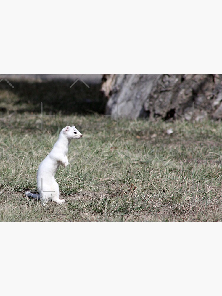 "Long-tailed Weasel" Sticker for Sale by alycetaylor | Redbubble