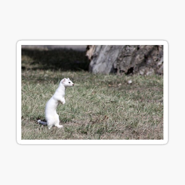 "Long-tailed Weasel" Sticker for Sale by alycetaylor | Redbubble