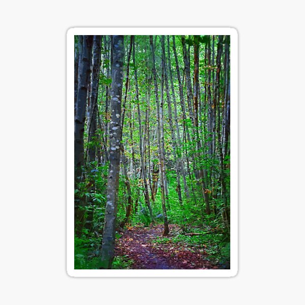 "Skinny Tree Trunks" Sticker for Sale by KirtTisdale | Redbubble