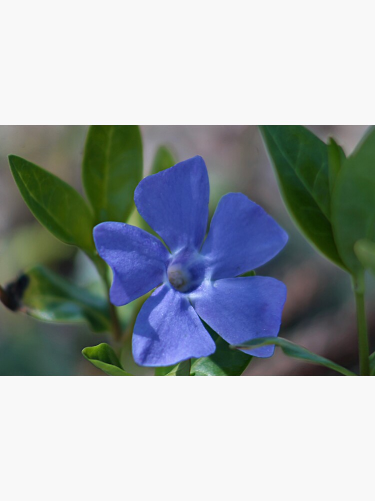 "Periwinkle" Sticker for Sale by backyardwonders | Redbubble