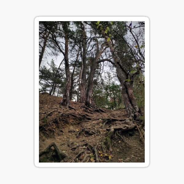 "Tree roots" Sticker for Sale by Gourmetkater | Redbubble