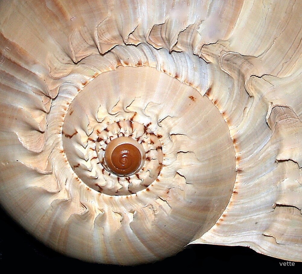 "Melon Diadema Shell" by vette | Redbubble