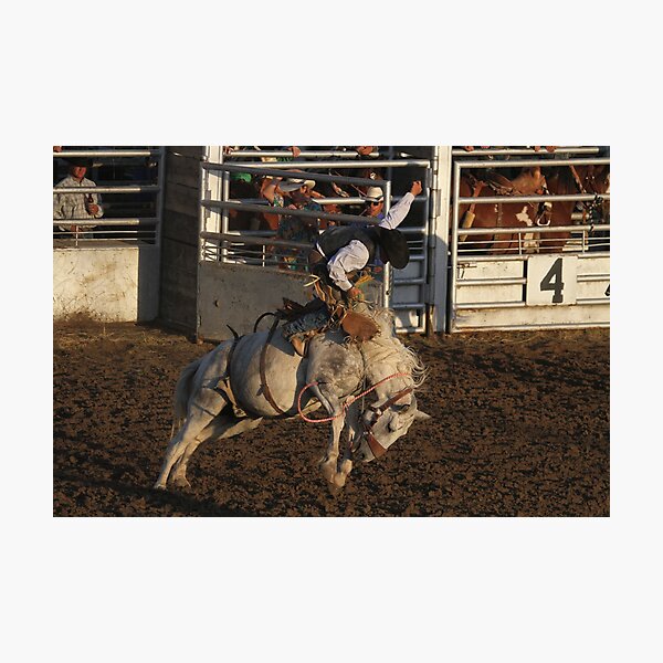 "Saddle Bronc Rider busting from chutes" Photographic Print for Sale by ...