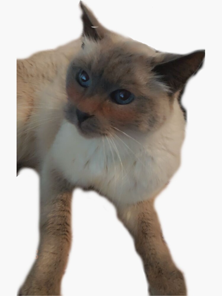 "Blushing Cat" Sticker for Sale by spinoffcinnamon | Redbubble