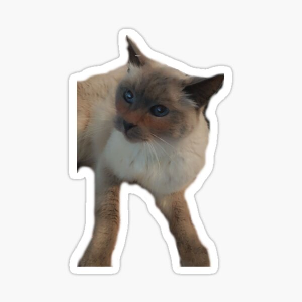 "Blushing Cat" Sticker for Sale by spinoffcinnamon | Redbubble