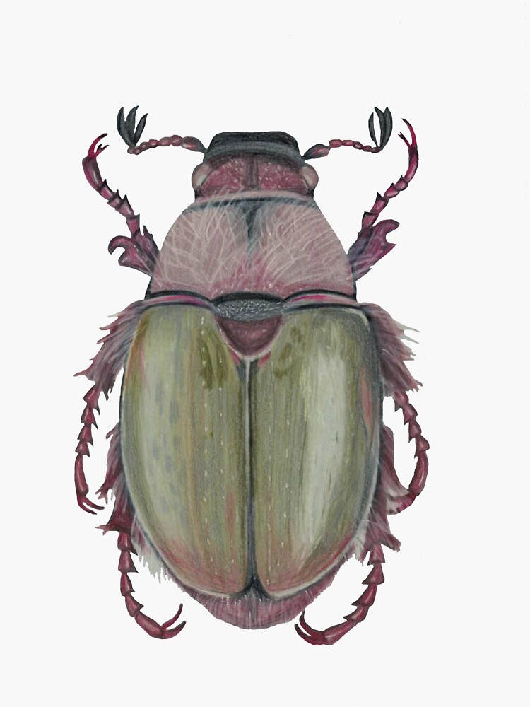 "Apple Fairy Chafer Beetle (Proagopertha lucidula)" Sticker for Sale by ...
