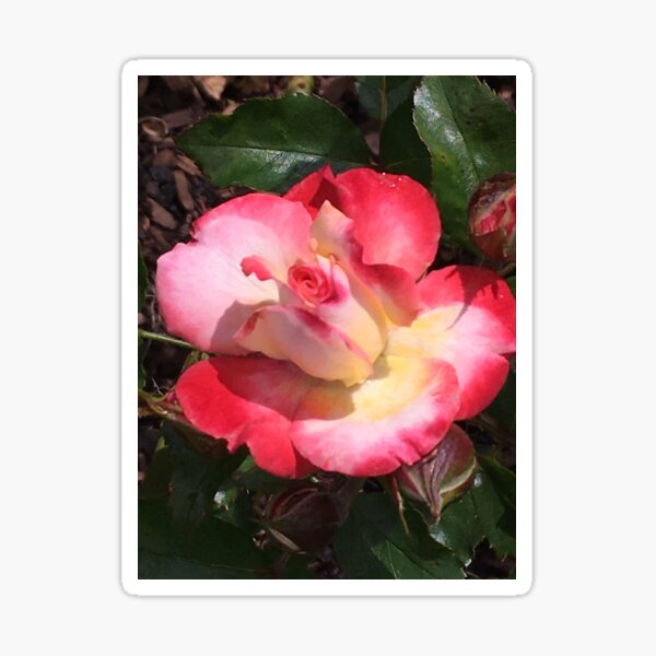 "Double Delight Exquisite Scarlet and Gold Rose in Summer Bloom ...